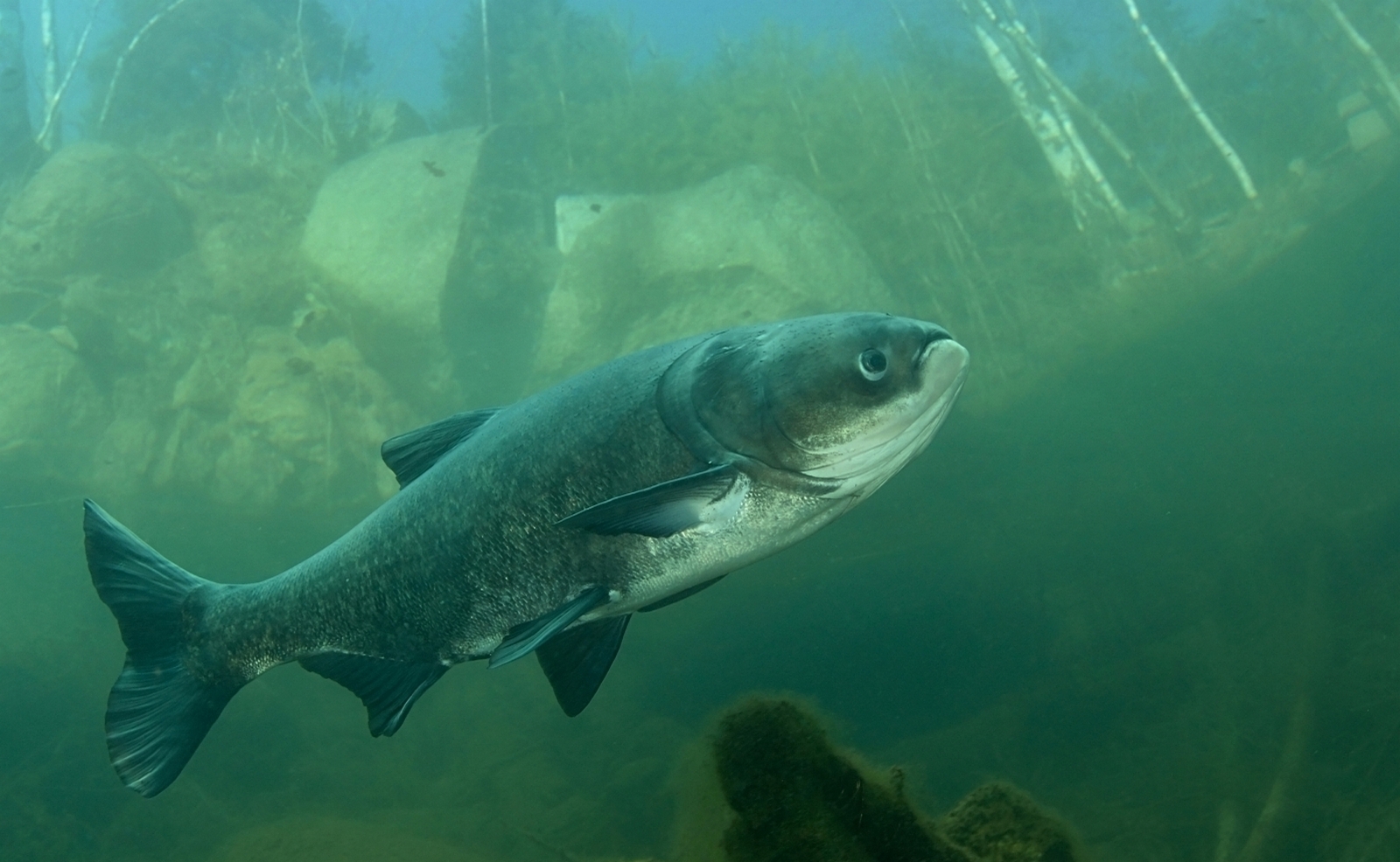 Hypophthalmichthys nobilis (Richardson, 1845)